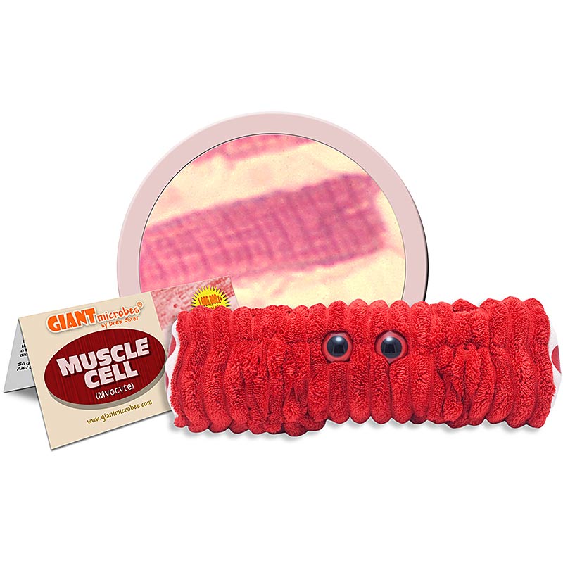 Giant Microbes Muscle Cell (Myocyte) | plushpaws.co.uk